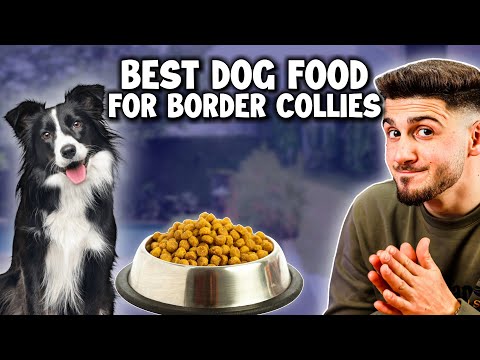 How Much To Feed A Border Collie Puppy Chart