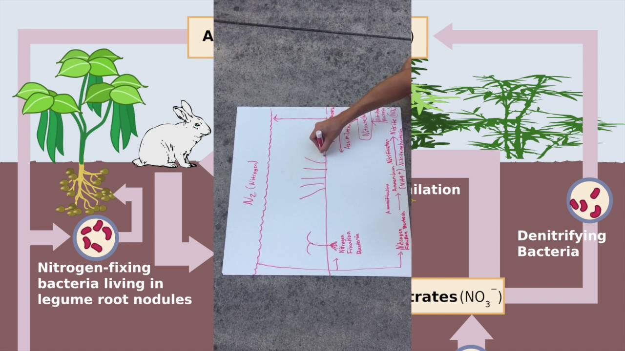Nitrogen Cycle APES - YouTube