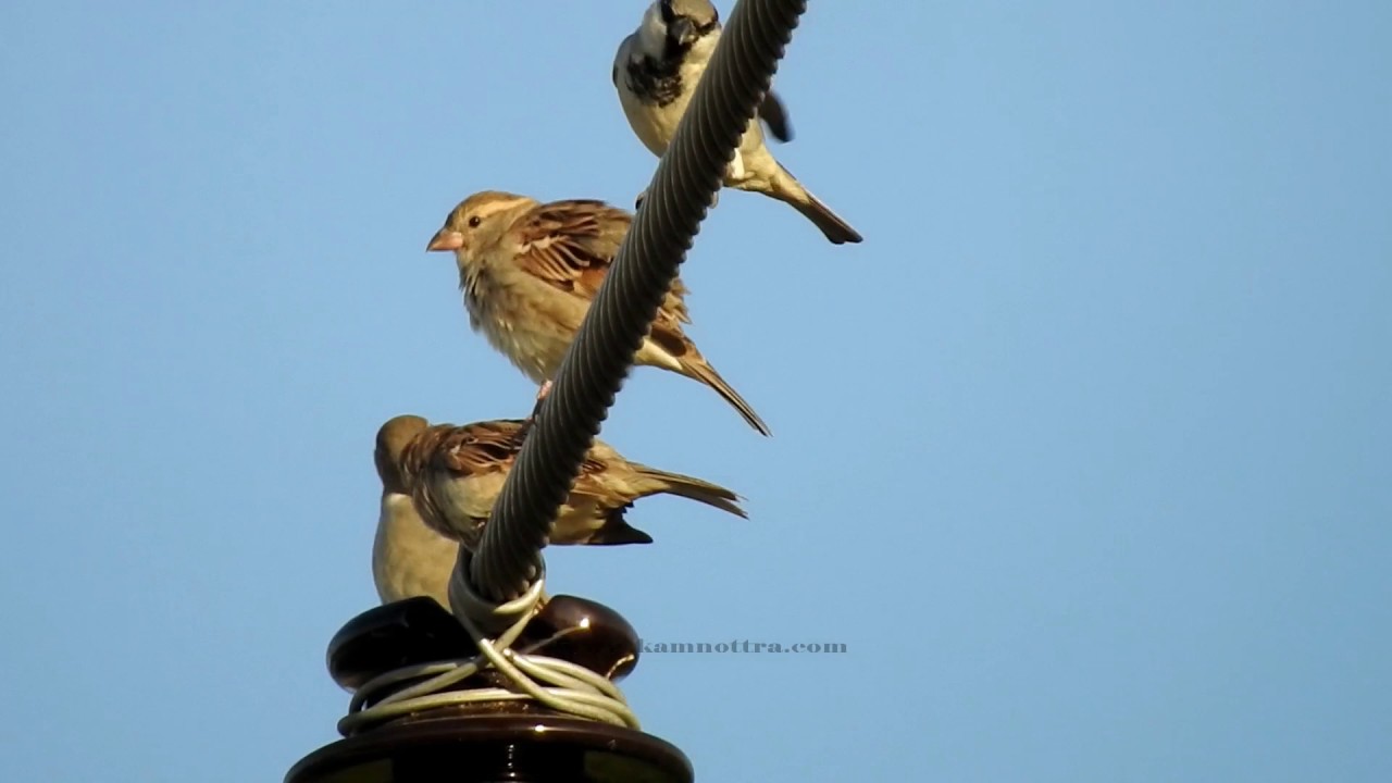 Plain-backed Sparrow resting on a wire - YouTube