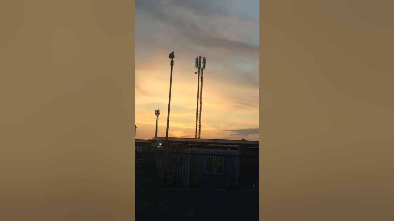 Where have all the birds gone - YouTube