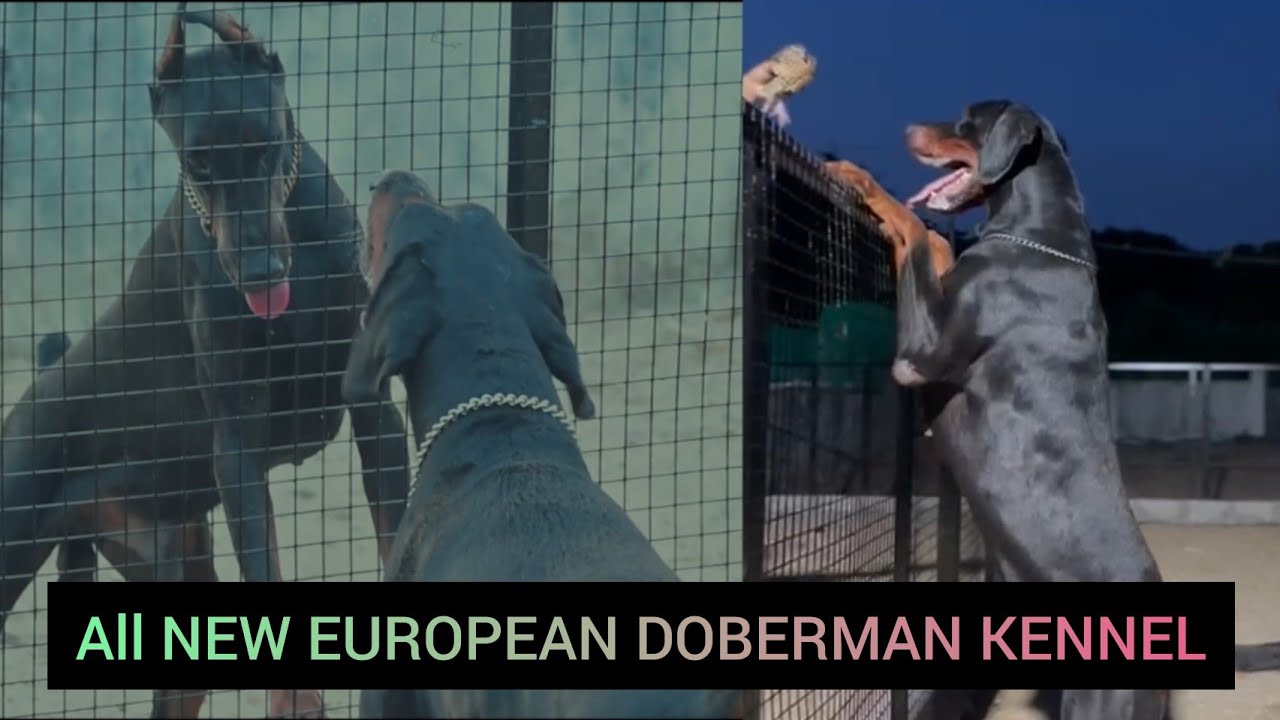 NEW EUROPEAN DOBERMAN KENNEL | DEVILS DOBERMAN | TAMIL | RAGUL RAM ...