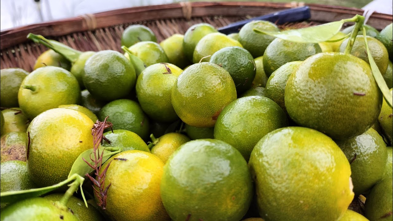 Harvest tayo ng kalamansi guyz/Madel pejer channel - YouTube