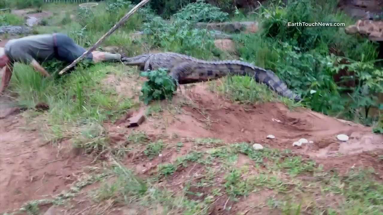 Man Gets Bitten By A Crocodile For Poking It With A Stick 2014 - YouTube