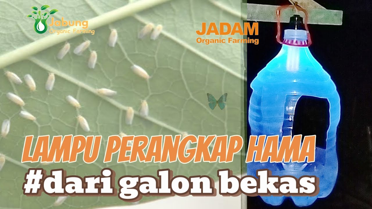 alat perangkap hama pada tanaman, cabai, padi, bawang merah | light ...