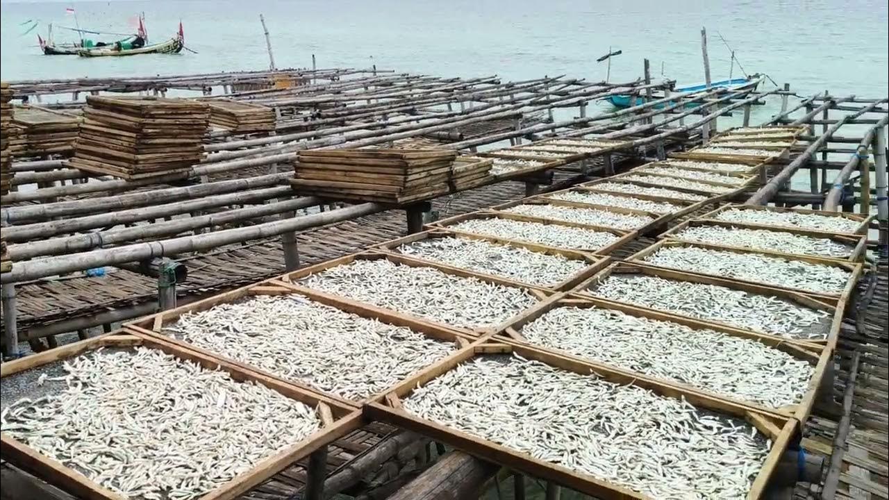 proses pengeringan ikan teri - YouTube