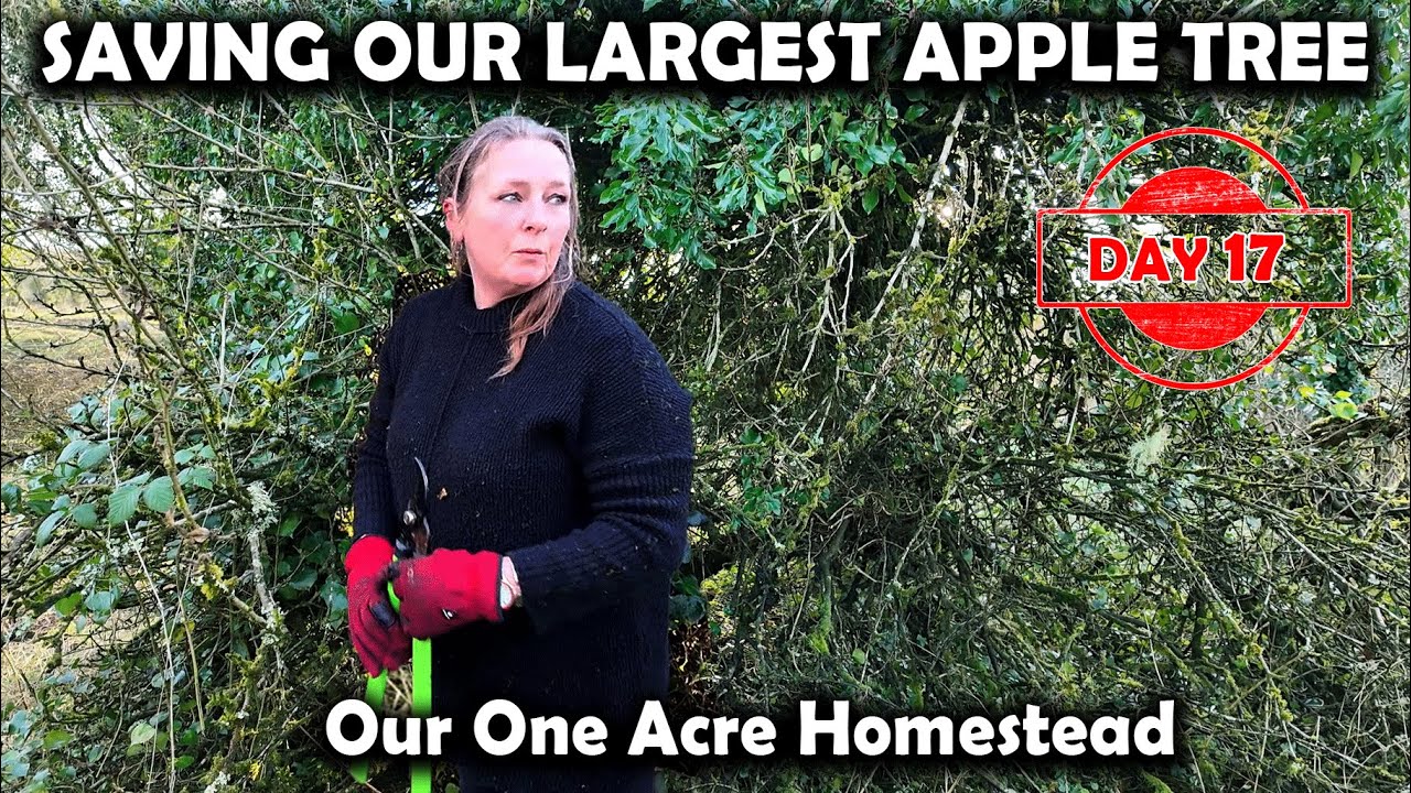 Day 17: Saving The Second Apple Tree: On Our One Acre Homestead In ...