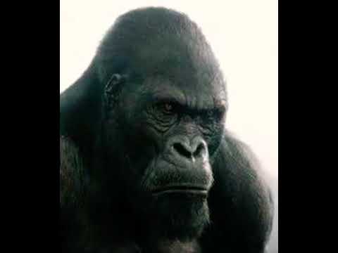 (The Legend Of Tarzan 2016) Akut's Hoot 🦍 🔊 - YouTube