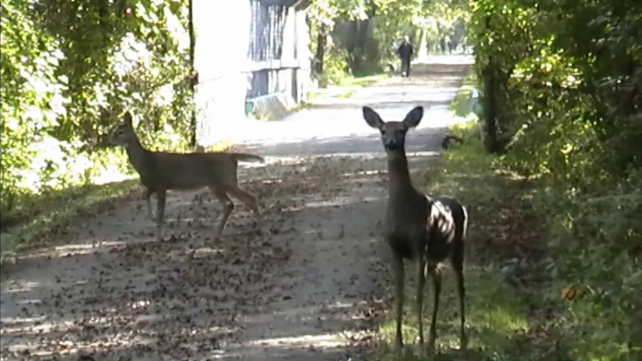 Deer yelling at us on the Old Plank Road Trail - YouTube