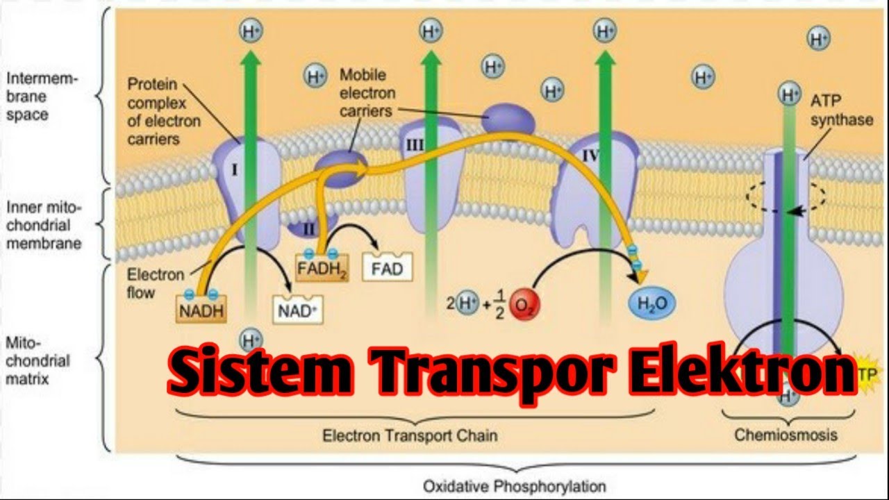 Sistem Transpor Elektron (STE) - YouTube