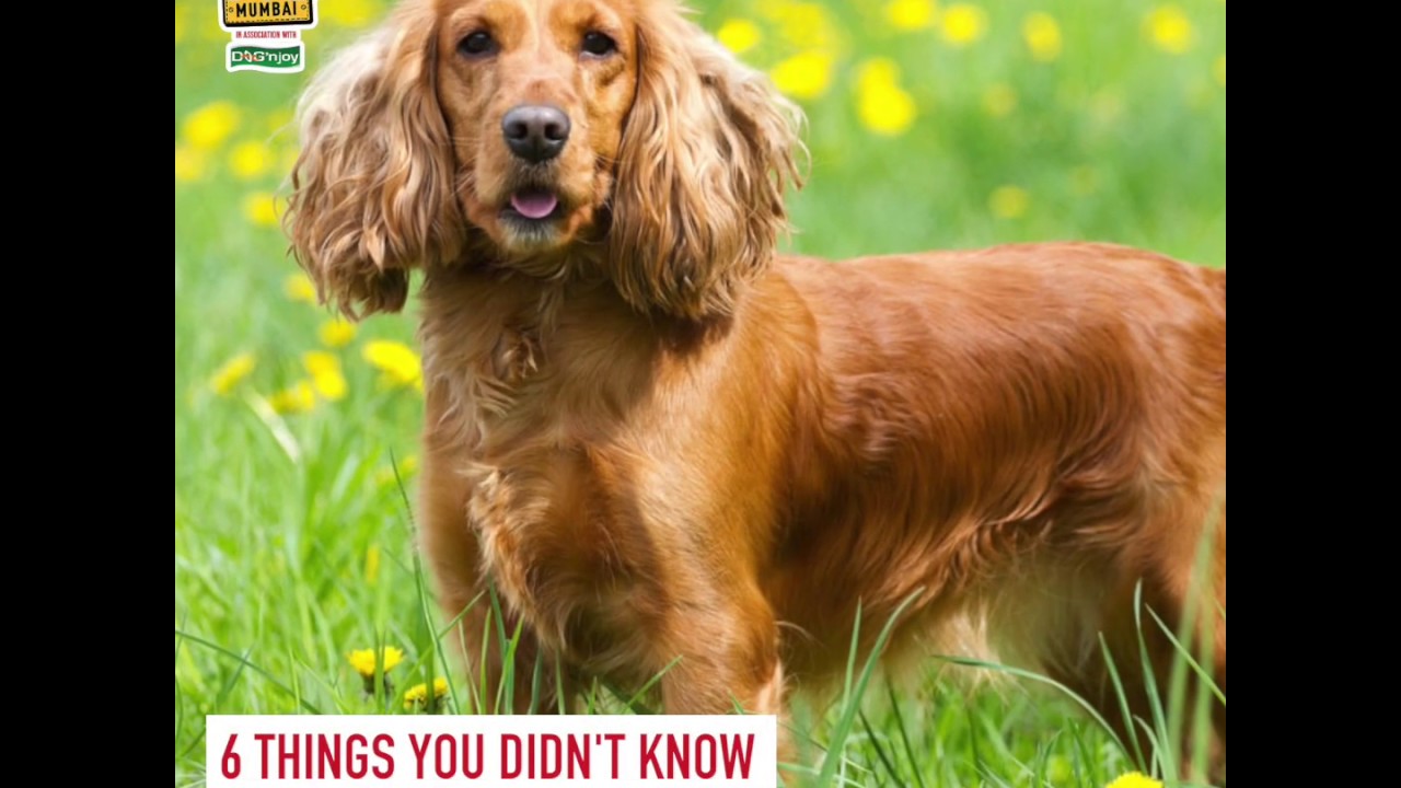 Cocker Spaniels at Royal Canin Discover Dogs at Pet Fed 2019! - YouTube