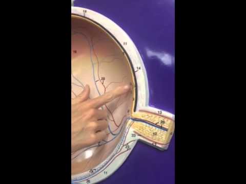 Flat Eye Plate - YouTube