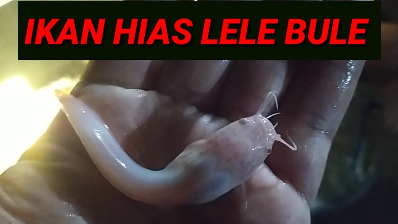 Ikan Lele Bule warna pink - YouTube