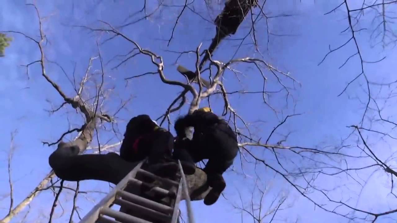 NC Hart Training - YouTube