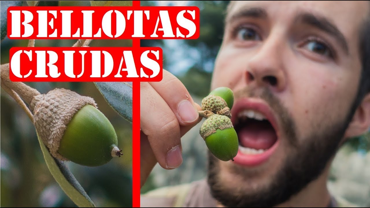 ¿Se Pueden Comer Bellotas Crudas? - Comida De Supervivencia - YouTube