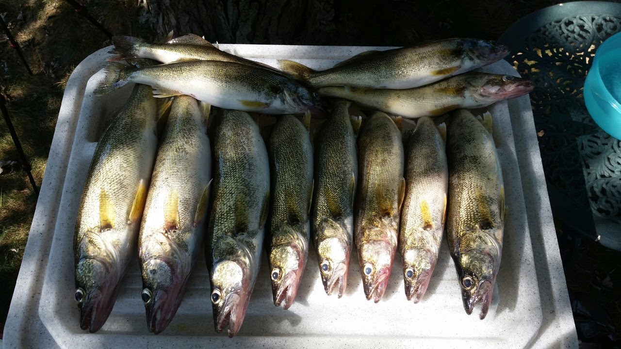 How to Fillet a Walleye! - YouTube