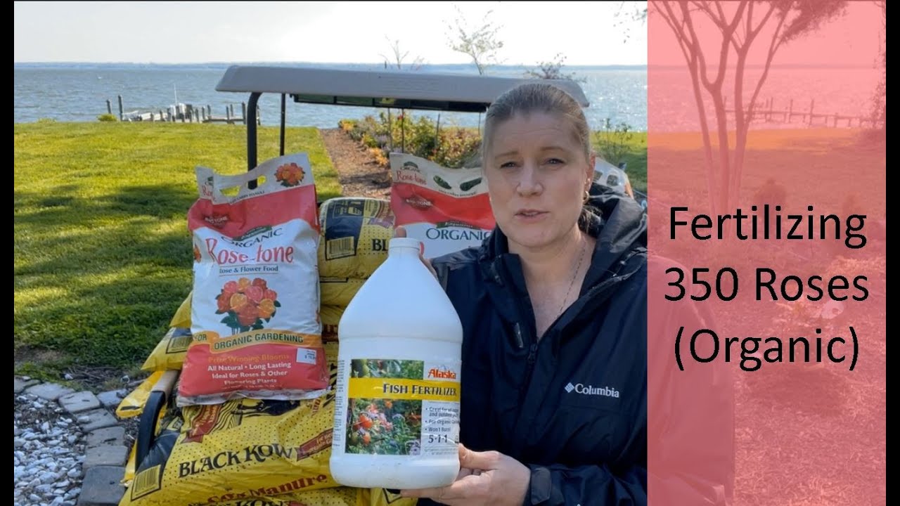 🌹 Organically Fertilizing 350 Roses // How to Fertilize Roses - YouTube