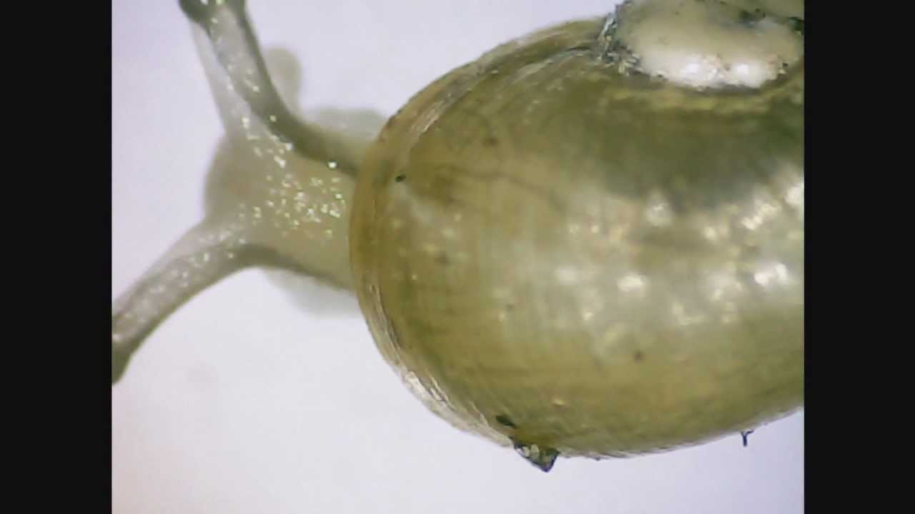 Baby Snail under microscope. Μωρό Σαλιγκάρι στο μικροσκόπιο. - YouTube