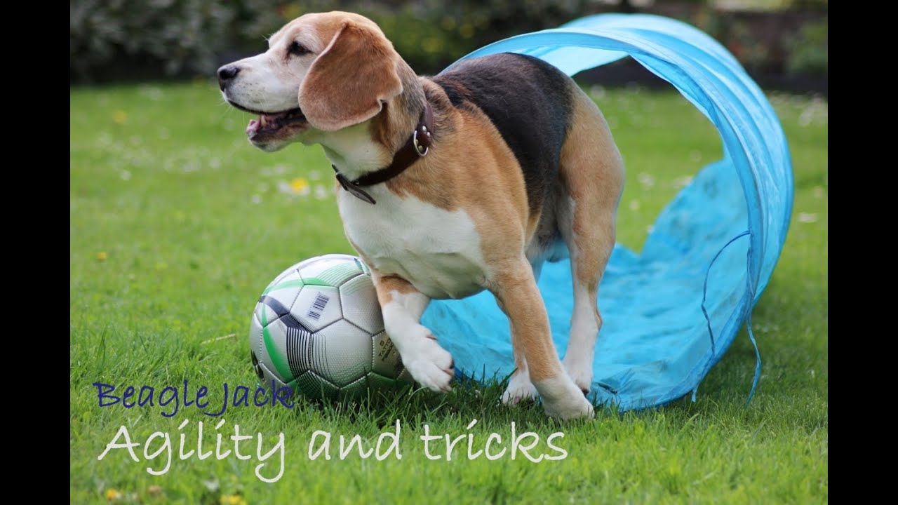 Beagle Jack- his tricks and agility 2014- 2015 - YouTube