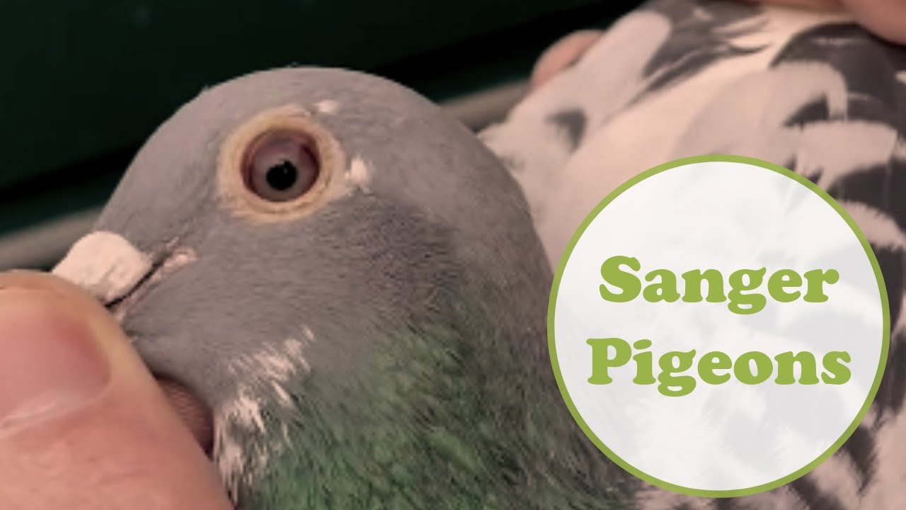 Sangers Pigeons | Best Kittel Bloodline Racing Pigeon For Sale In Pipa ...