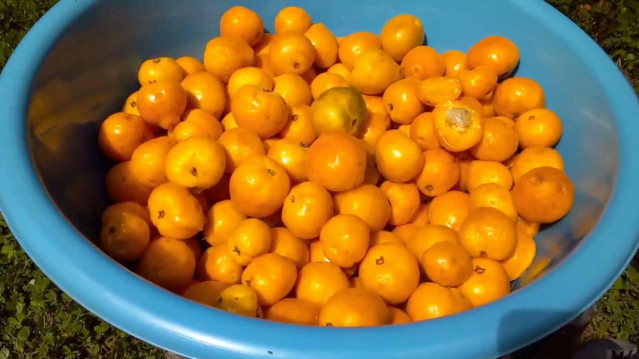 Uvaia (Eugenia pyriformis) - YouTube