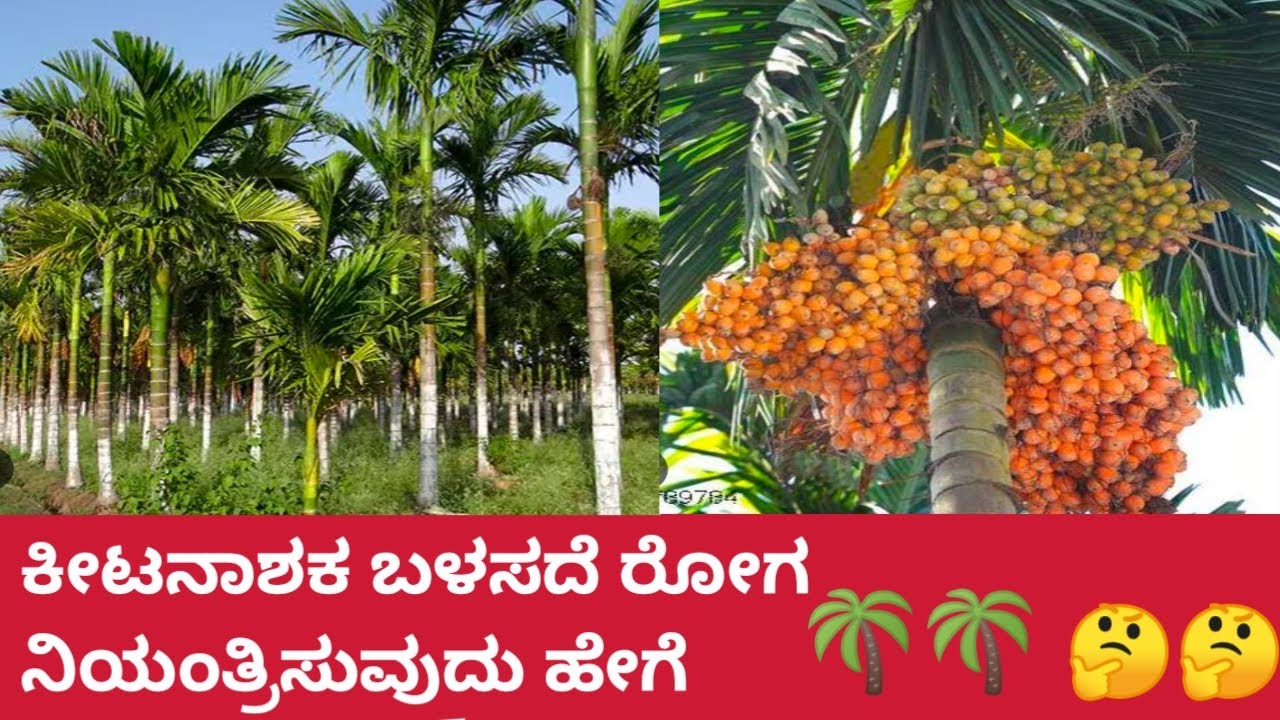 ADIKE GIDA / HIDI MUNDIGE ROGA / KRISHI MELA / SHIMOGA - YouTube