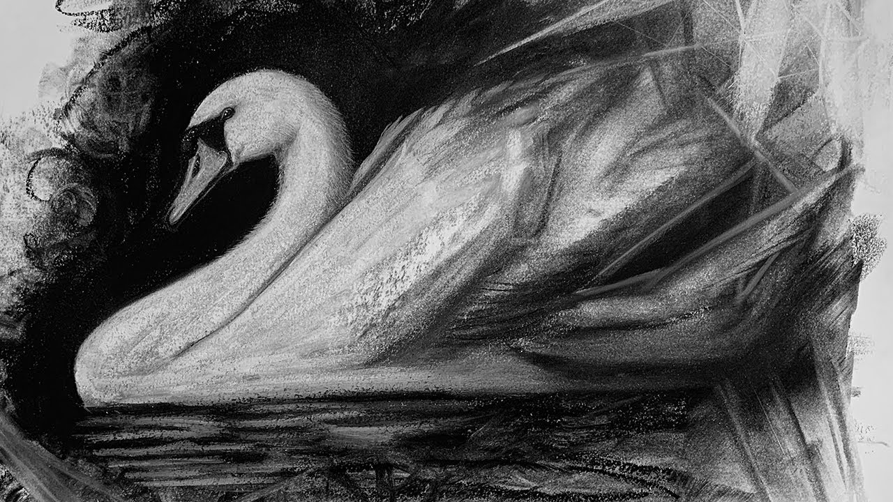 Swan | Charcoal Drawing - YouTube