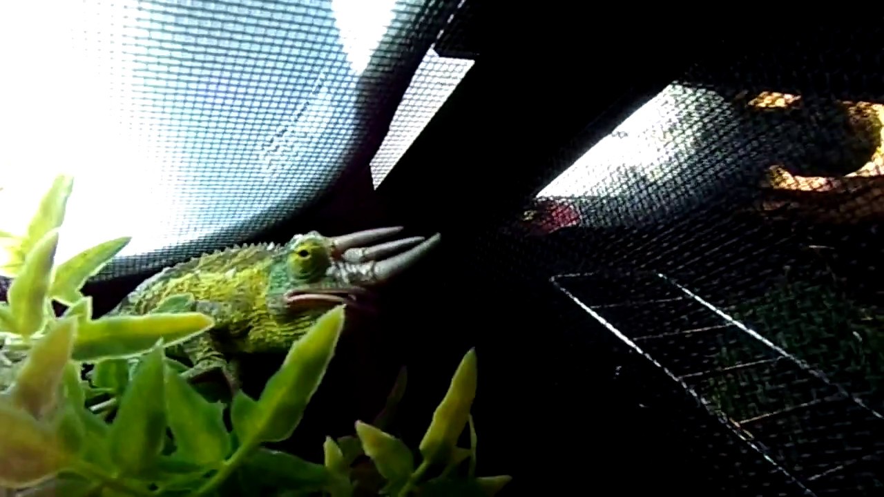 "Jake From State Farm, He Sounds Hideous" - YouTube