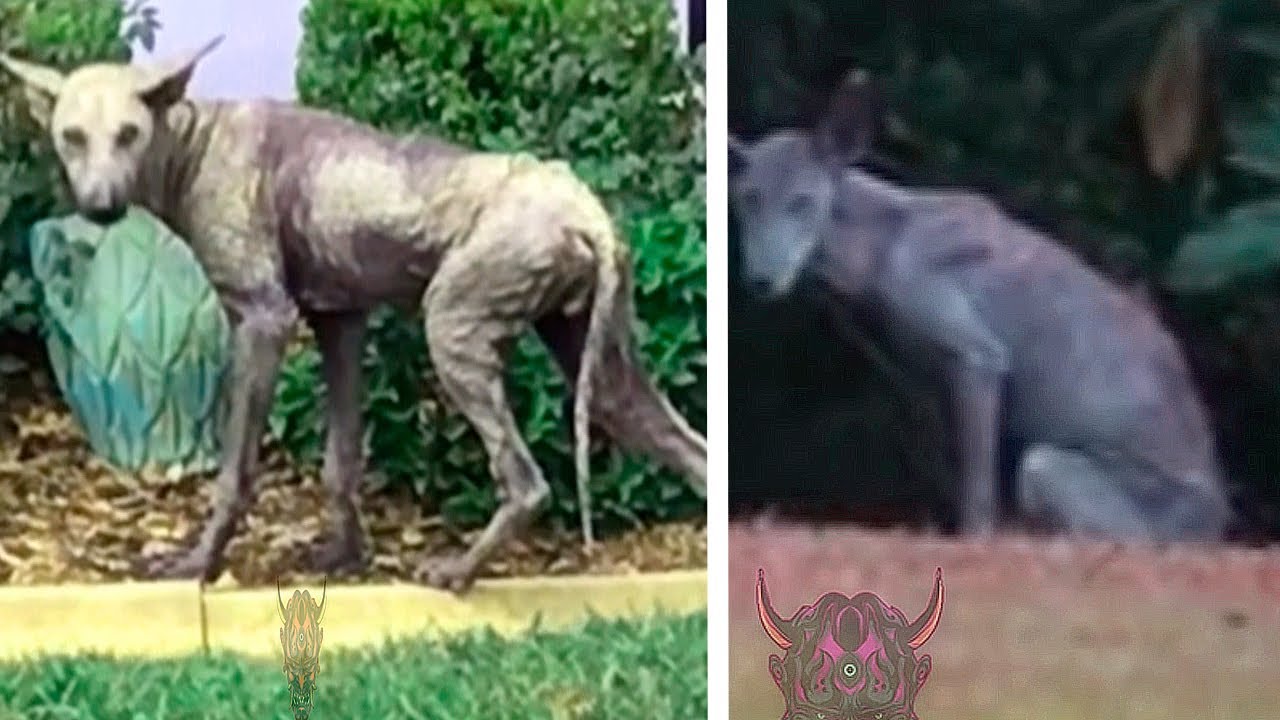 CHUPACABRAS REAL CAPTADO EN TEXAS - YouTube