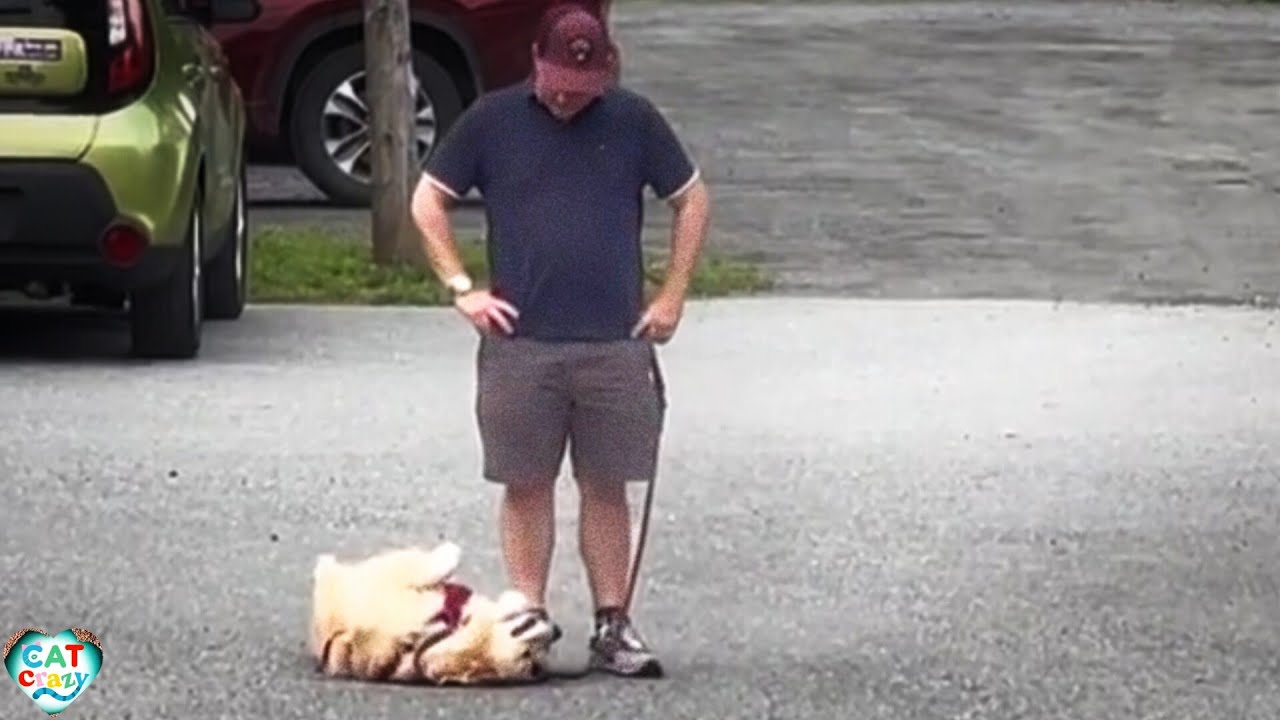This Dog Does Not Want To Leave Refusing To Go Home - YouTube