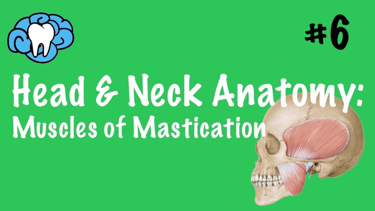 Head & Neck Anatomy | Muscles of Mastication | INBDE - YouTube