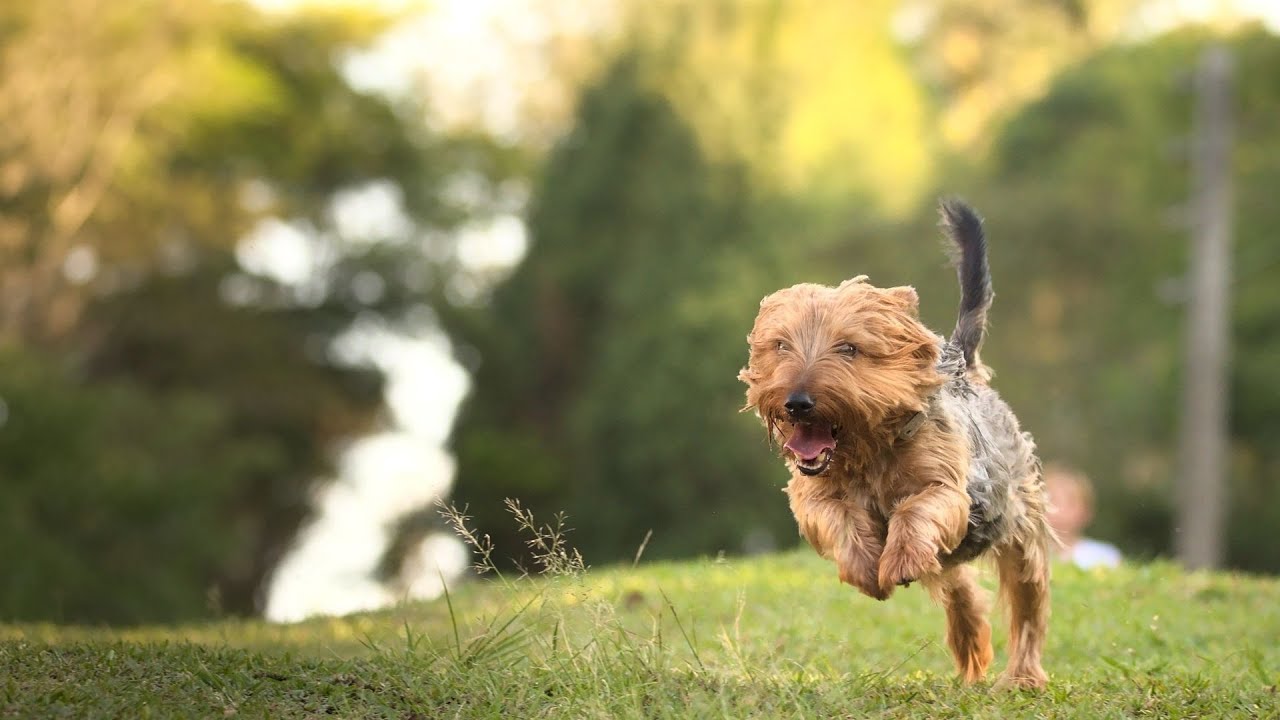 Maintaining a Healthy Weight for Your Yorkshire Terrier - YouTube