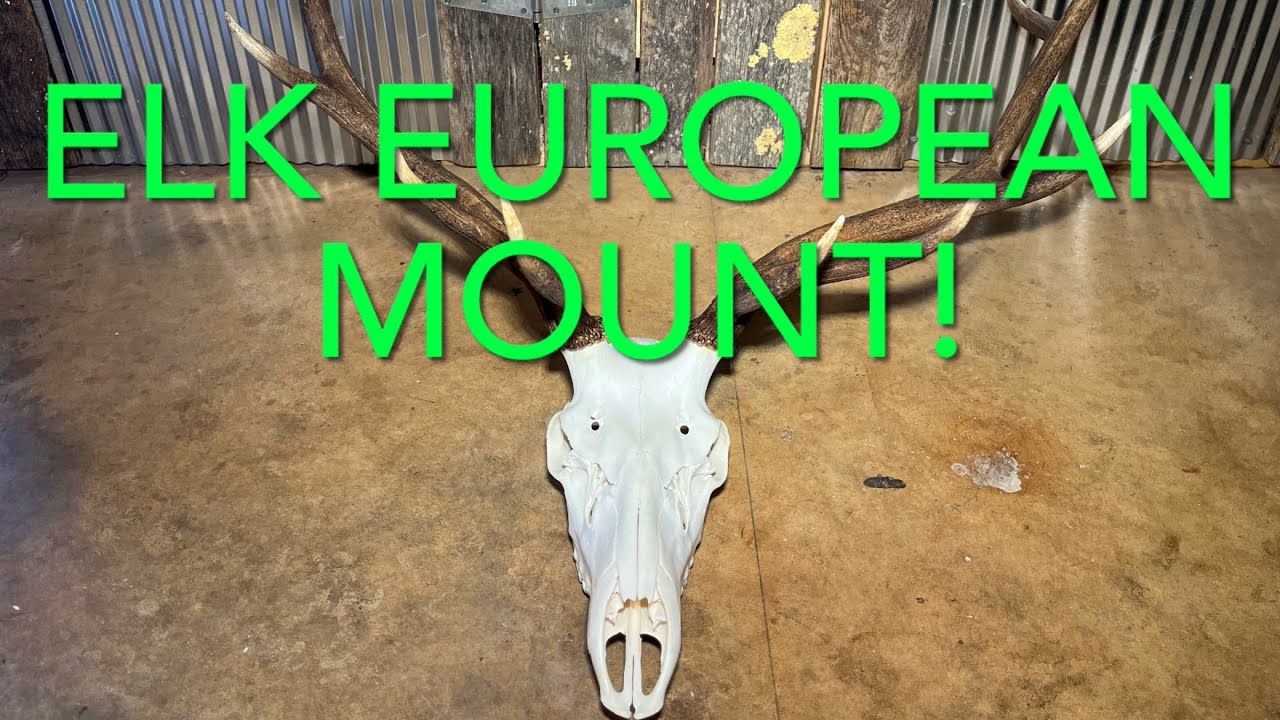 HOW TO European Mount An ELK skull - YouTube