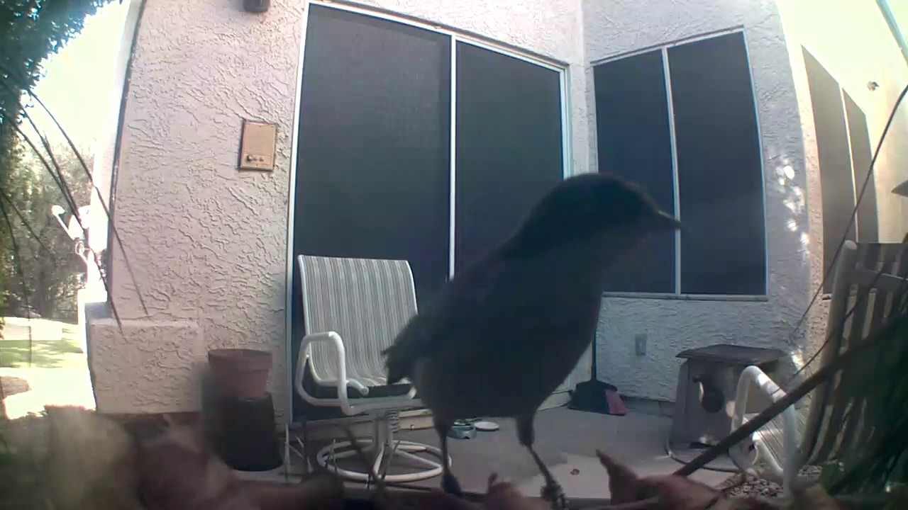 Outdoor Blink Camera bird visit - YouTube