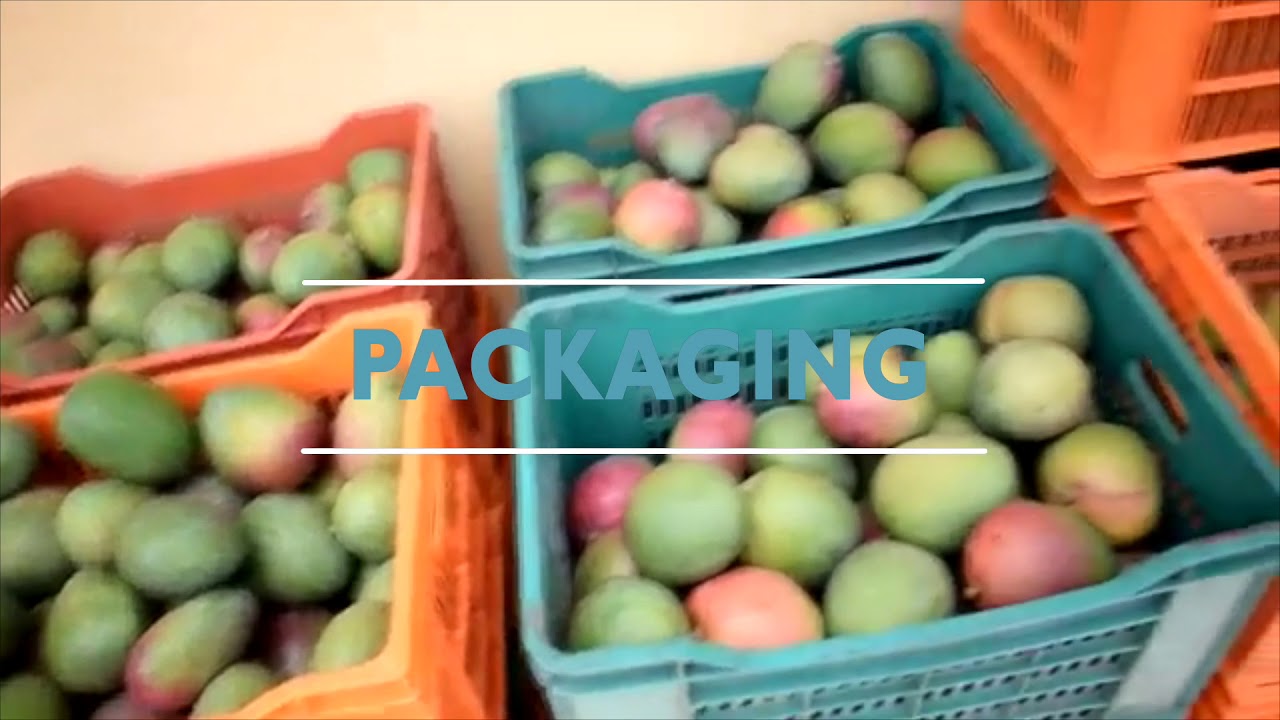 B2B (ENG) African Mangoes! The West Africa Regional Mango Producers ...