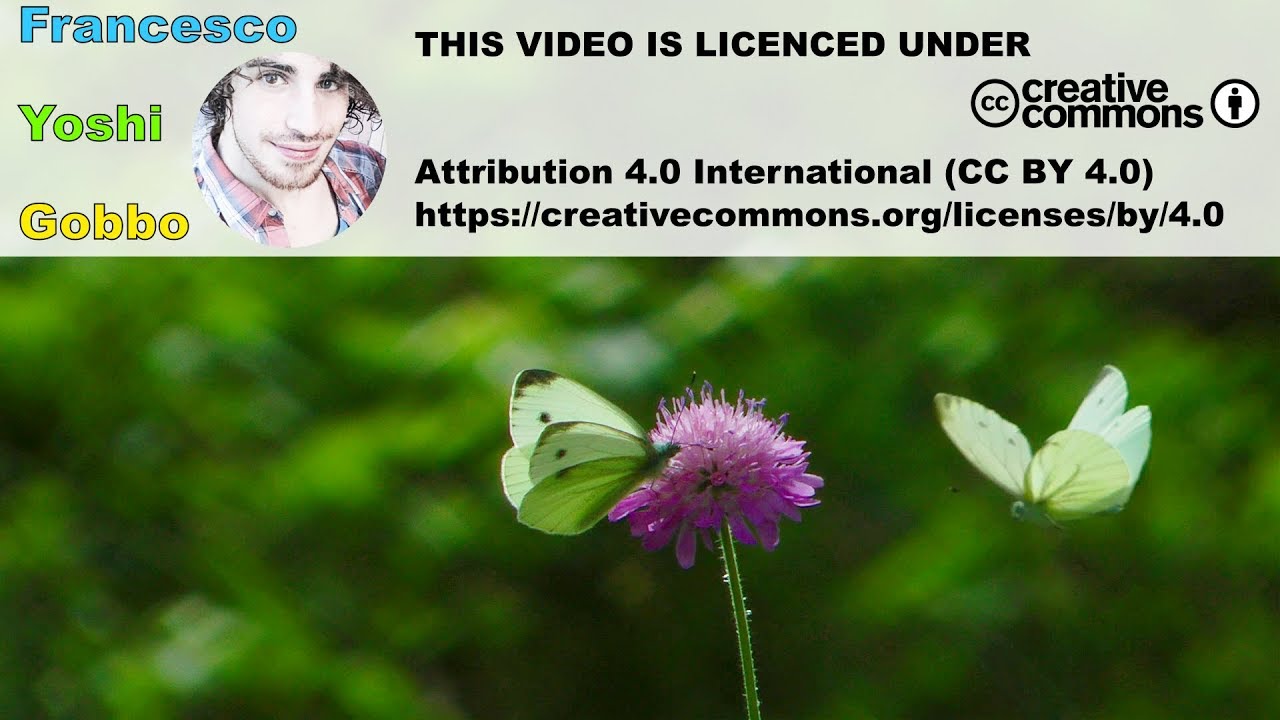 Butterflies and Butterfly - CCBY archive - free download for creative ...