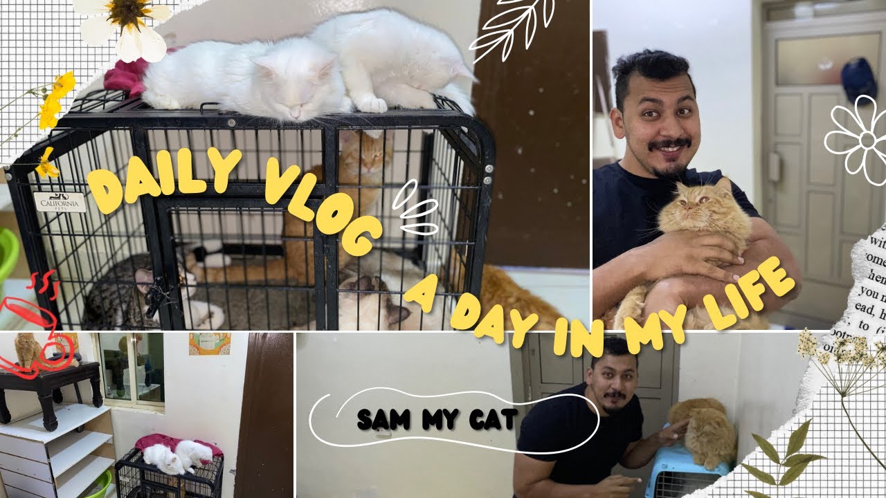 Sam my cat A day in my life || with all cats || sam his be come crazy 😜 ...