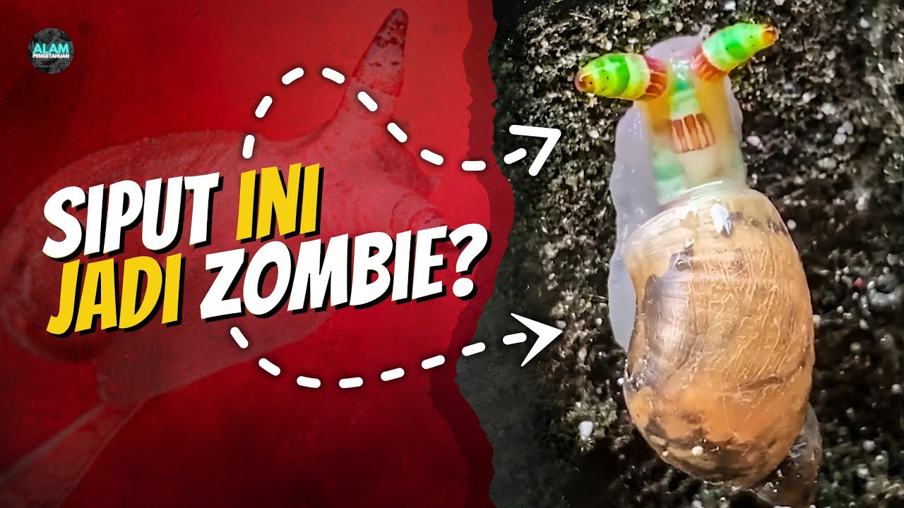 Mereka Nyata Inilah Alasan Kenapa Siput Ini Bisa Jadi Zombie # ...