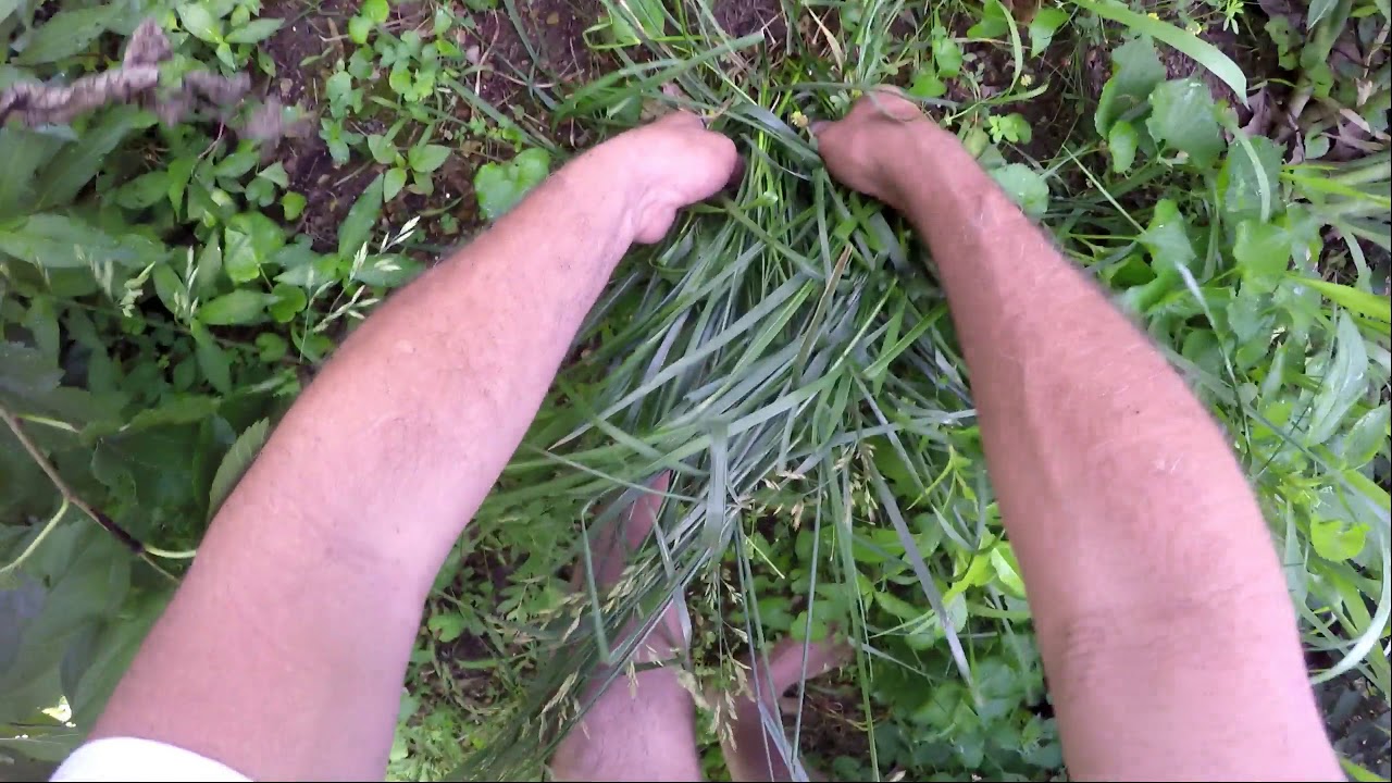 shaping up the yard, weeding, ambient, raw landscraping! - YouTube