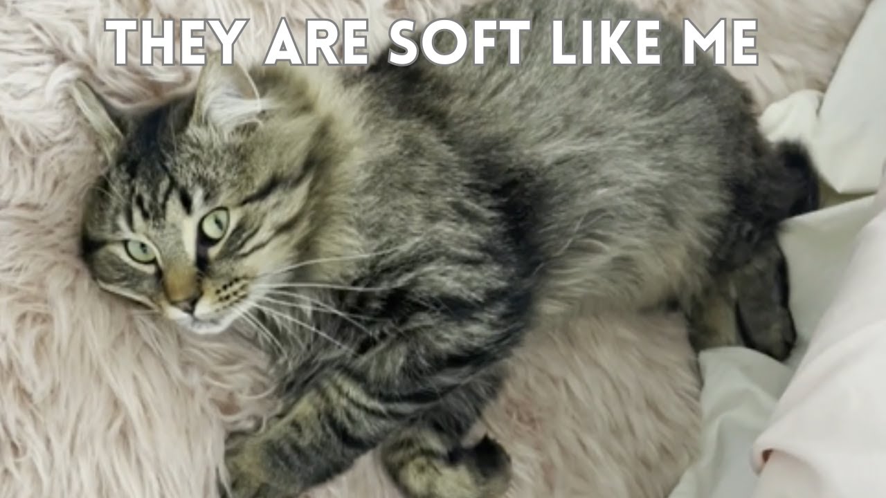 I Love Playing With Soft Fuzzy Things 🐈 - YouTube