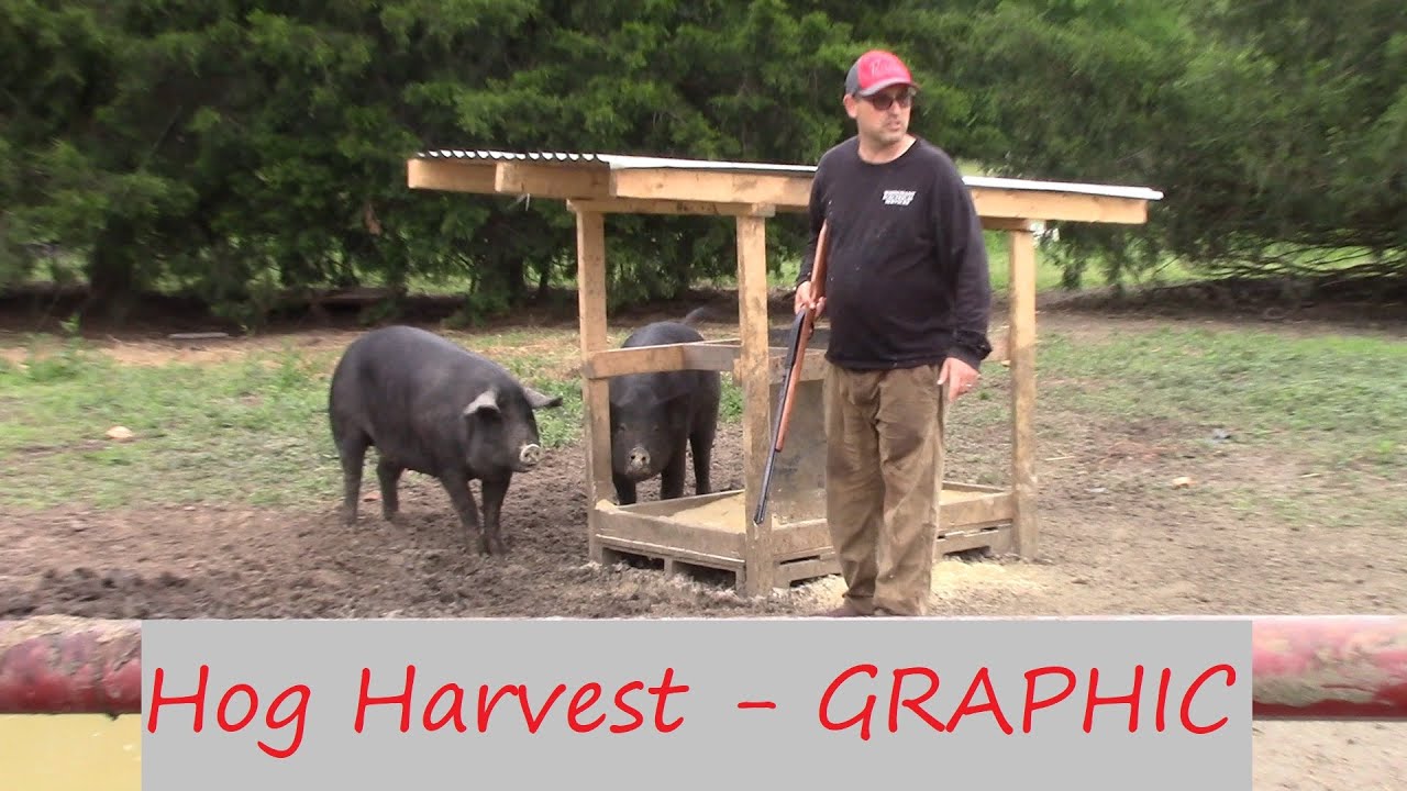 Hog Harvest - Warning: GRAPHIC - YouTube