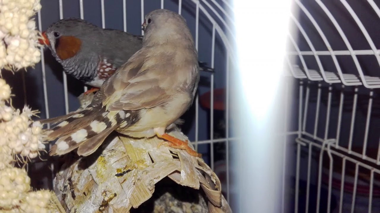 😢A MURIT UN PUI !!!😢|ZEBRE AUSTRALIENE #24 - YouTube