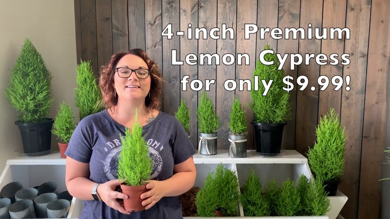 Bright and Cheerful - Lemon Cypress tree only $9.99 - YouTube