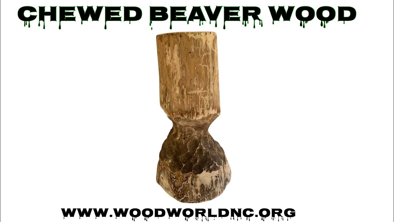 Forestry Friday: Beavers! - YouTube