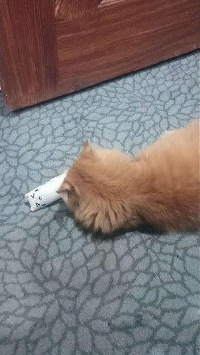 New Love Story. My Laddu ️ Catnip Toy. Show me any better story than them? - YouTube