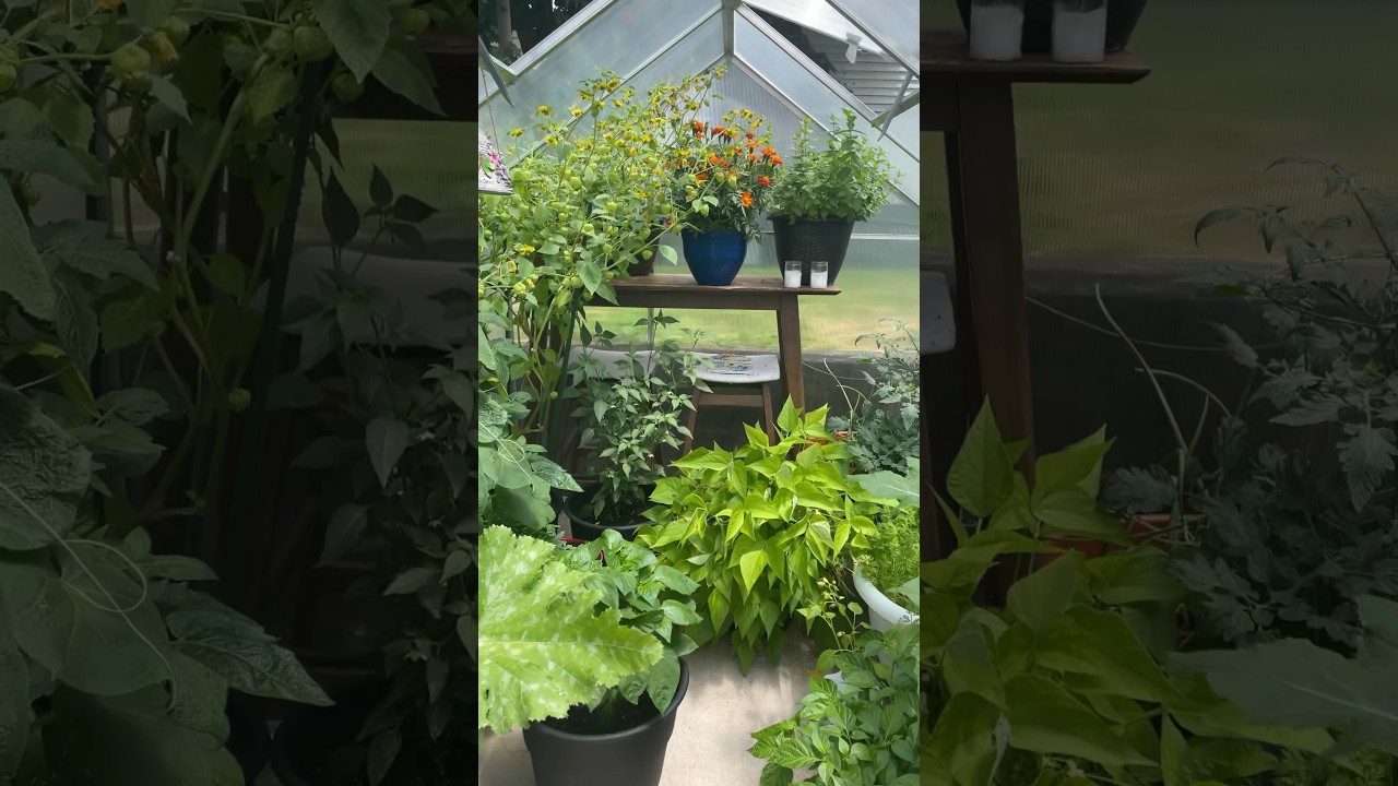 Growing vegetables in containers, in our tiny greenhouse 🙏💚 - YouTube