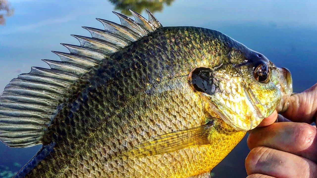 BLUEGILL vs BASS Fishing Challenge! - YouTube