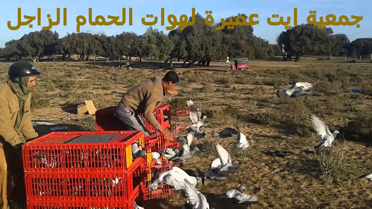 Hamam zajil ait 3mira - YouTube