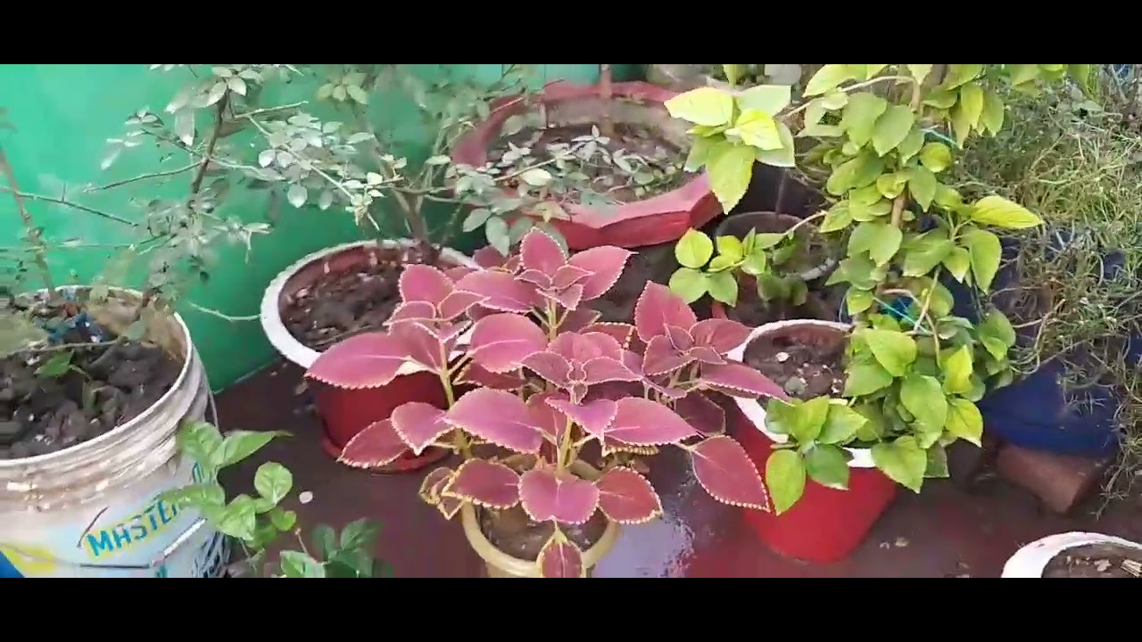 Shundor soto ekta sad bagan ||#Dream Realization.. - YouTube