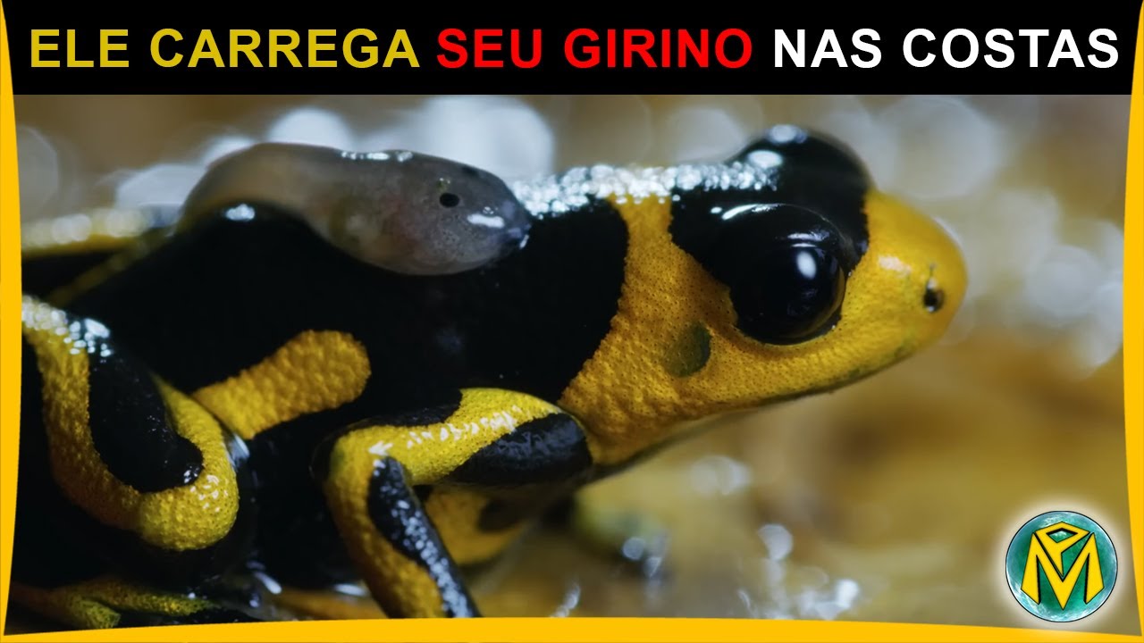 Esse Sapo Carrega O FILHOTE nas COSTAS - YouTube