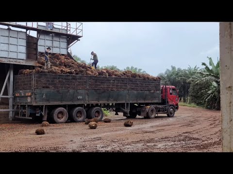 macam mana orang isi buah sawit dekat dalam lori kilang di RAMP yang ...
